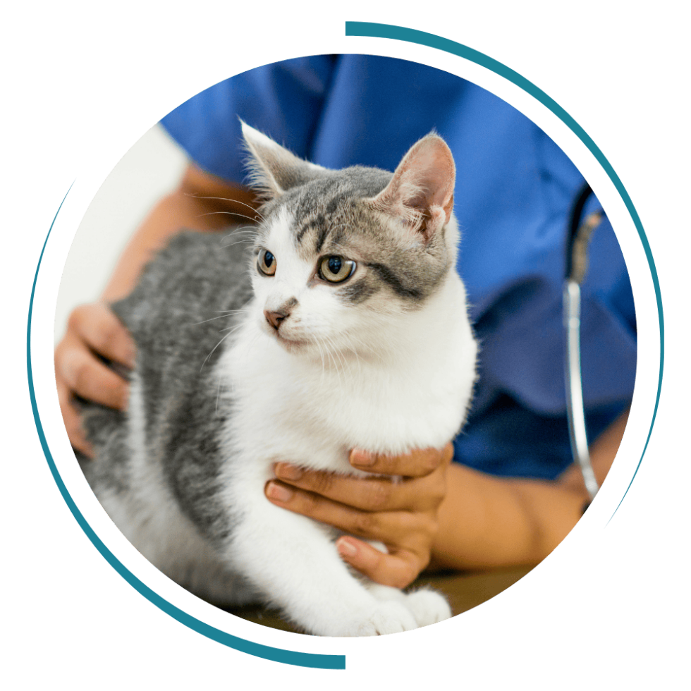 Low Stress Handling | Germantown Animal Health Center